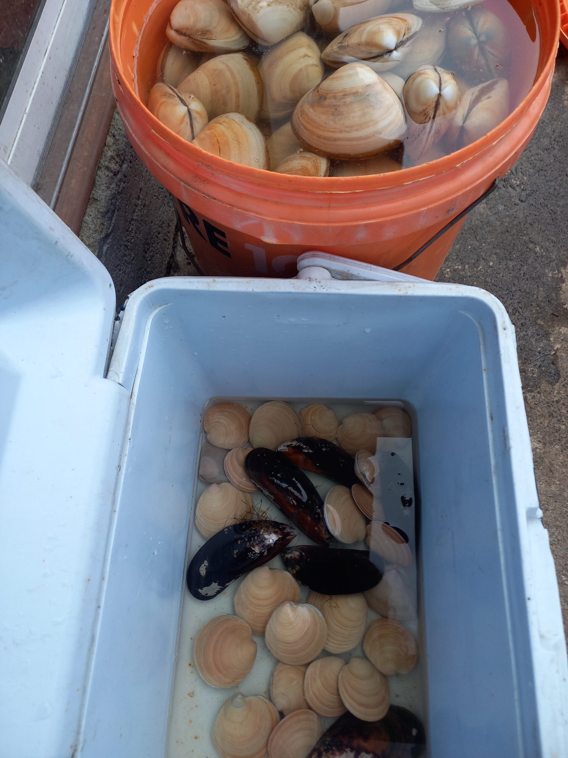 How to harvest seafood - Grow, gather, fish and hunt good food