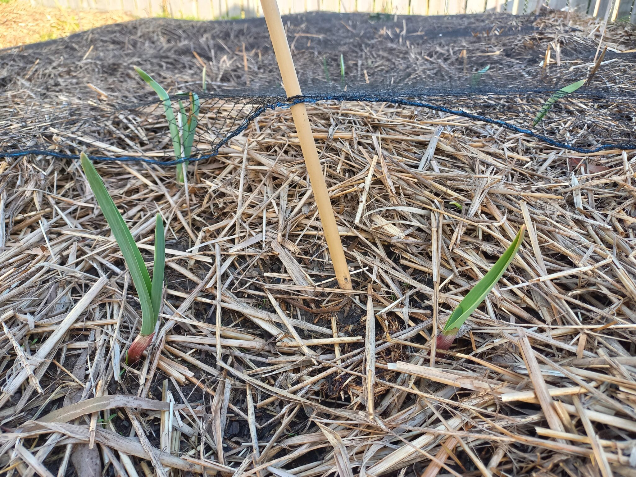 How to grow garlic at home successfully - Grow, gather, fish and hunt ...