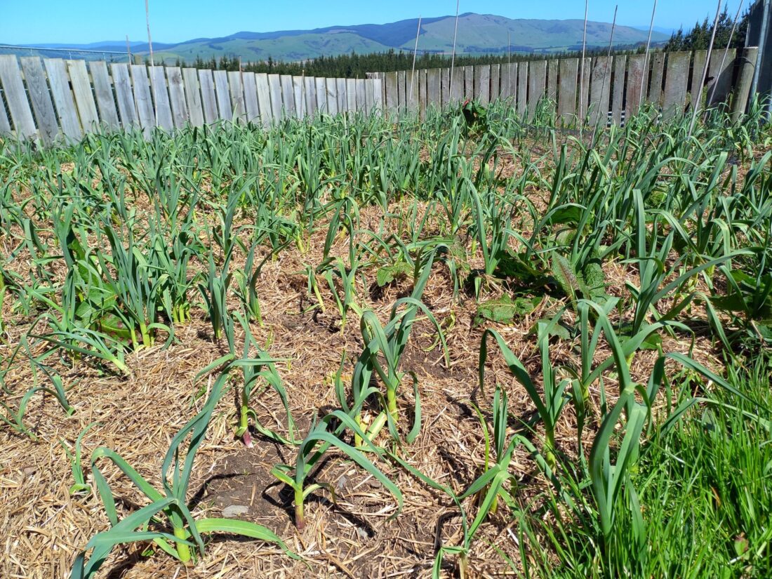 How to grow garlic at home successfully - Grow, gather, fish and hunt ...