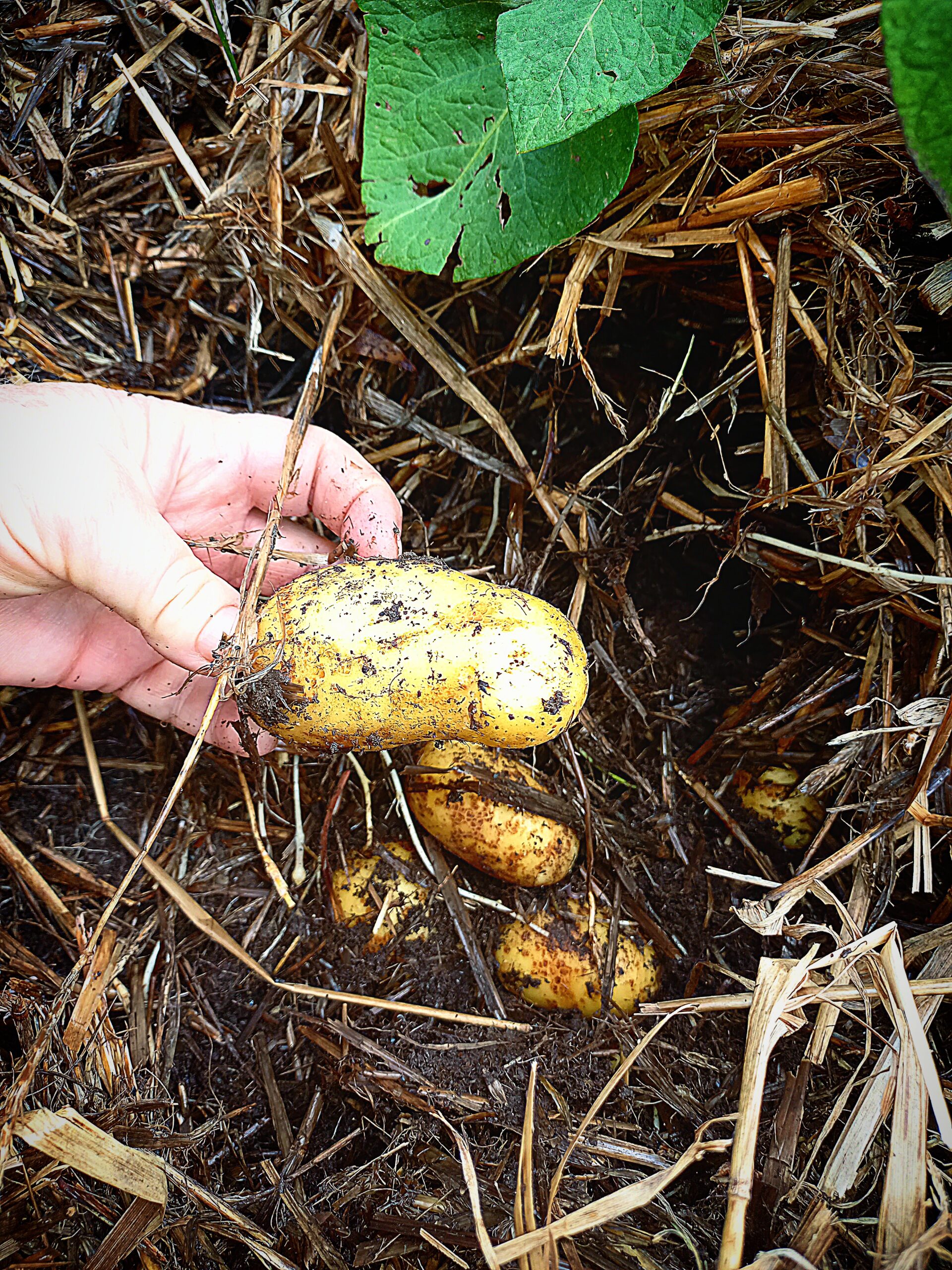How to grow stunning no dig potatoes effortlessly - Grow, gather, fish ...
