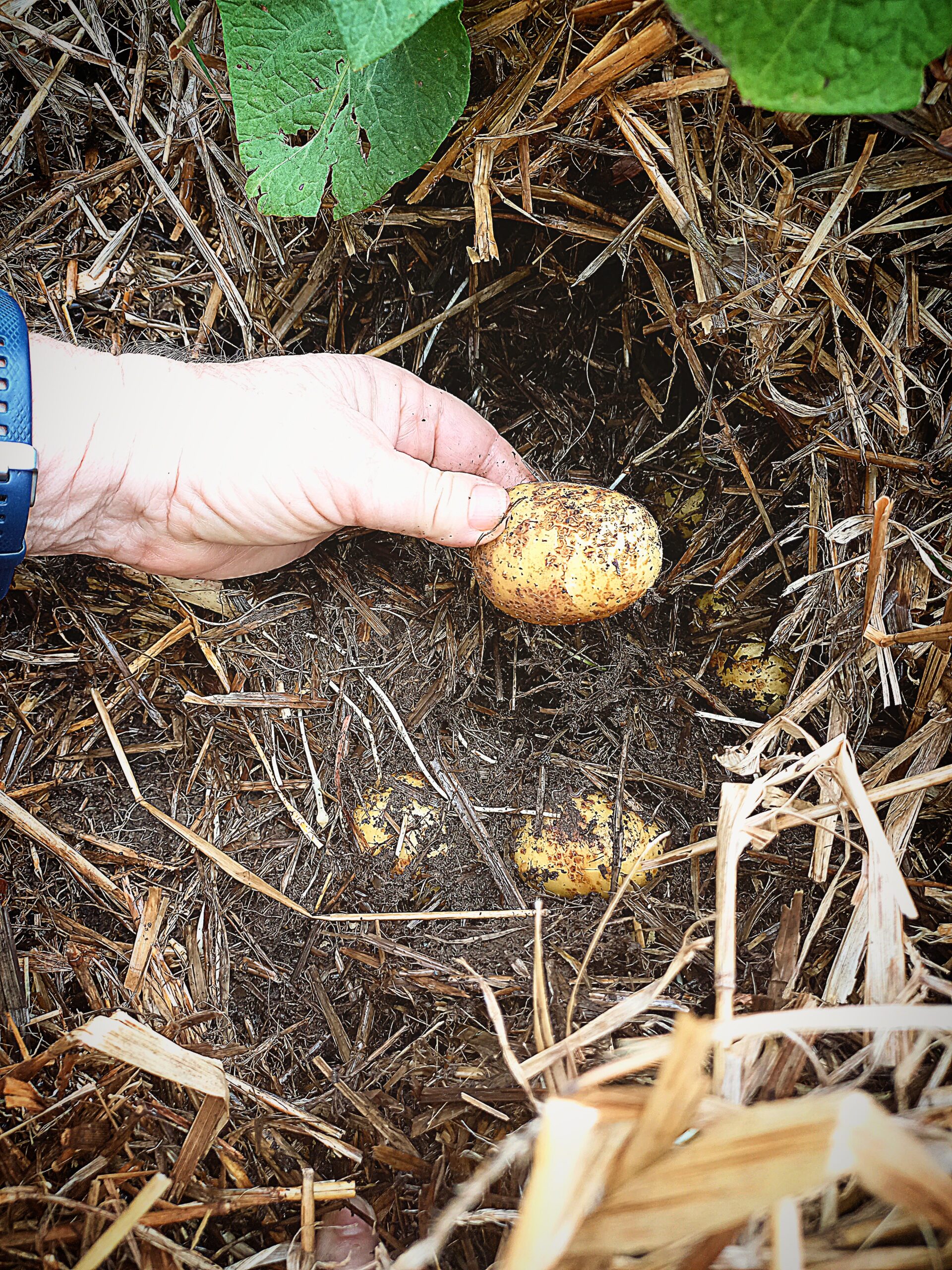 How to grow stunning no dig potatoes effortlessly - Grow, gather, fish ...