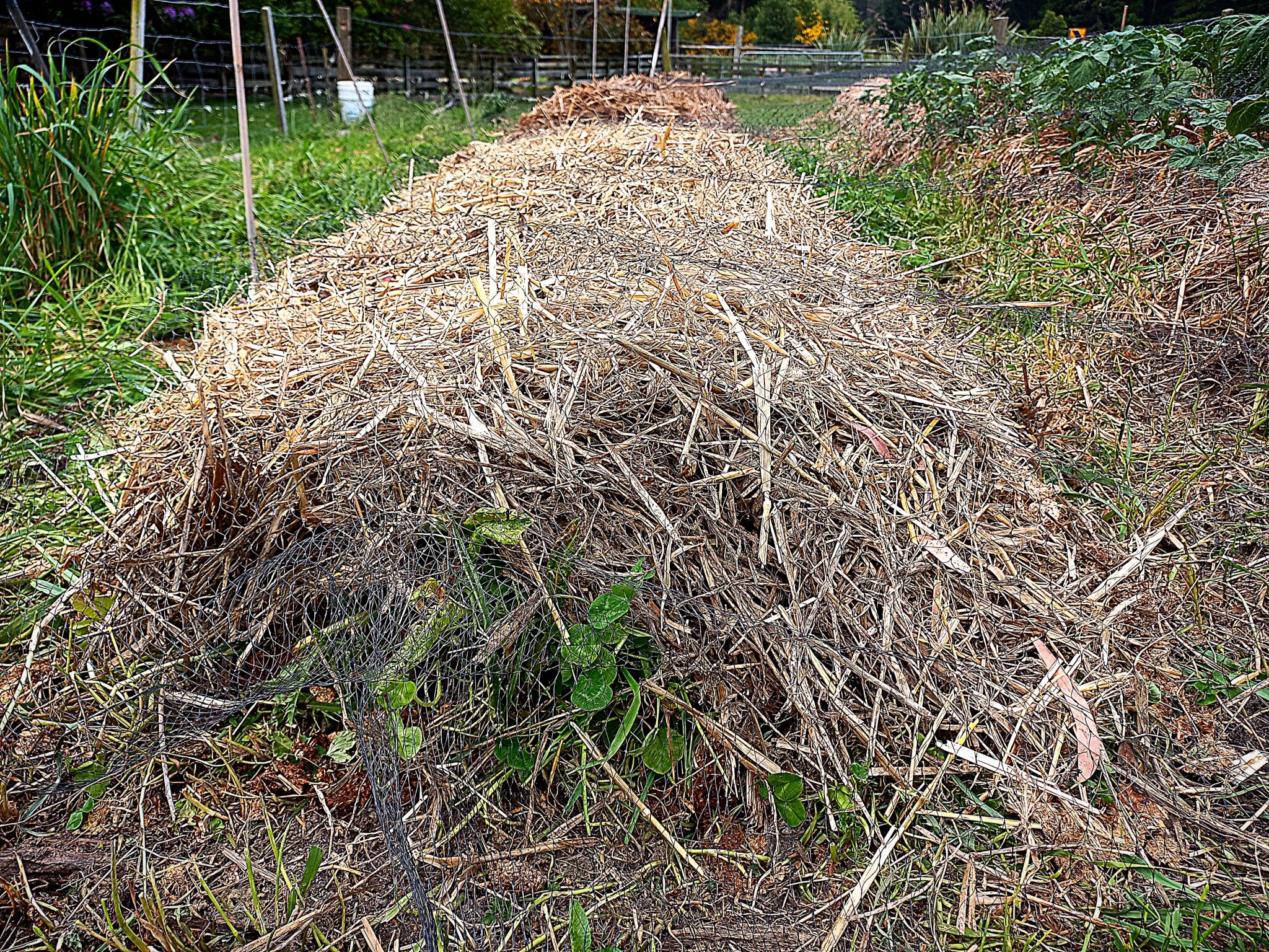 How to grow stunning no dig potatoes effortlessly - Grow, gather, fish ...