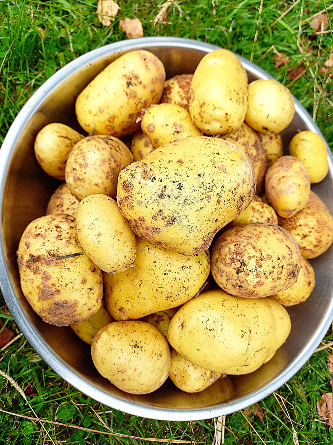 How to grow garlic at home successfully - Grow, gather, fish and hunt ...